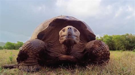 Living Planet Report Warns Of “devastating” Drop In Wildlife