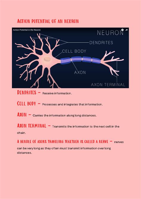 Action Potential Of An Neuron Action Potential Of An Neuron Dendrites