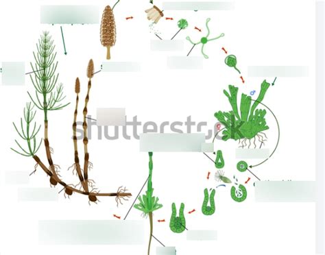 Sphenophyta Equestretum Diagram Quizlet