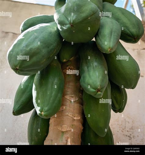 Mamon Fruta