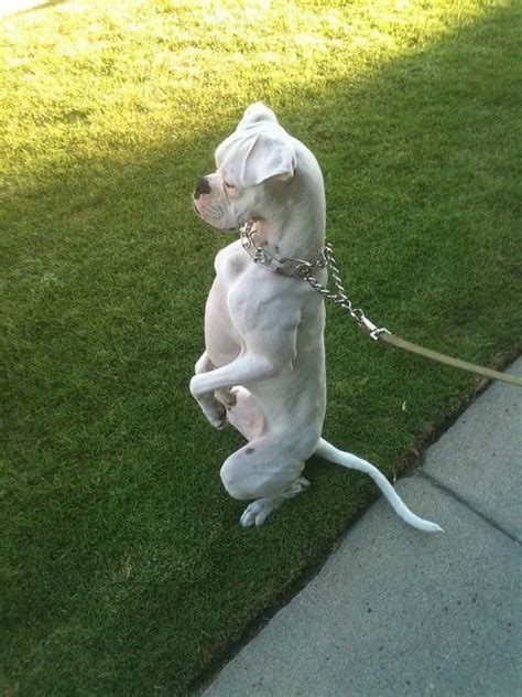 14 Gorgeous White Boxers That Will Melt Your Heart Artofit