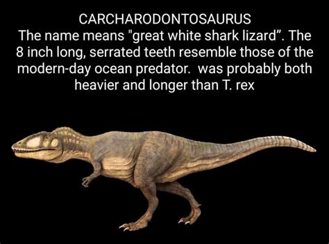 CARCHARODONTOSAURUS The Name Means Great White Shark Lizard The 8