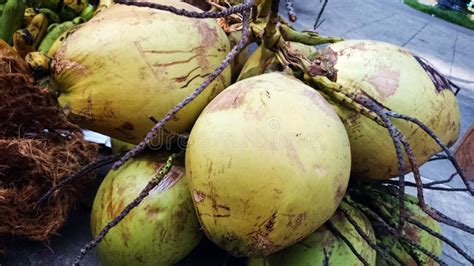 Buko Niyog Frutta Della Noce Di Cocco Dalla Provincia Di Filippine