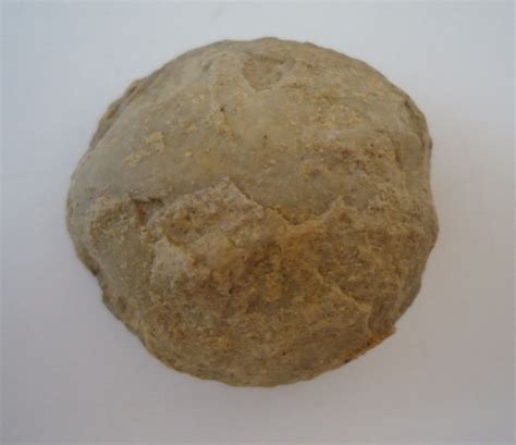 Fossils And Antiques Fossil Tortoise Turtle Egg