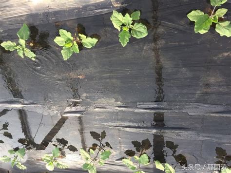 園茄開花結果了——適當的溫度下茄子苗還是長得很快的一天一個樣 每日頭條