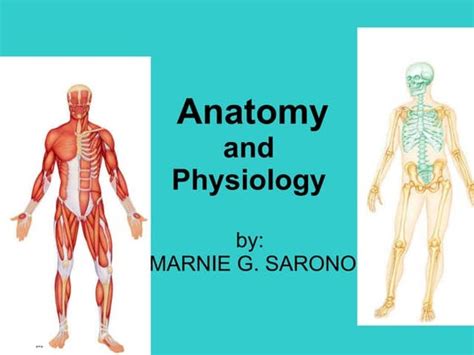 Draping Powerpoint Ppt