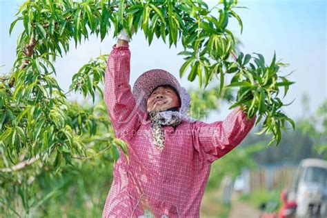 江苏徐州：铜山刘集千亩黄桃梳果忙 人民图片网