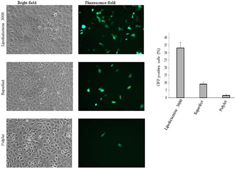 Gene Transfer Optimization Bm Epcs Were Transfected With The Gfp