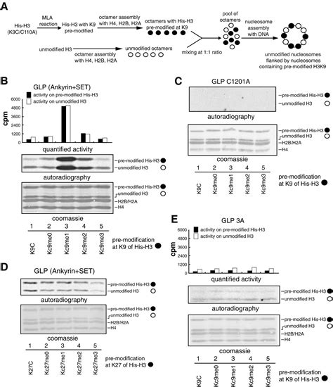 Recognition Of H3k9 Methylation By Glp Is Required For Efficient