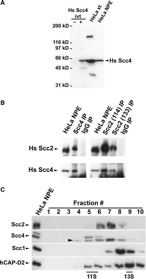 Human Scc4 Is Required For Cohesin Binding To Chromatin Sister Chromatid Cohesion And Mitotic Human Scc4 Is Required For Cohesin Binding To Chromatin Sister Chromatid Cohesion And Mitotic
