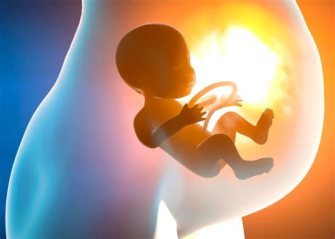 Brain Development In Womb