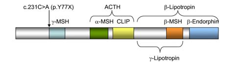 Pomc Biology And Optimization