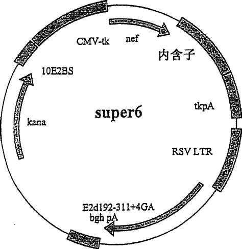 Novel Expression Vectors And Uses Thereof Eureka Patsnap