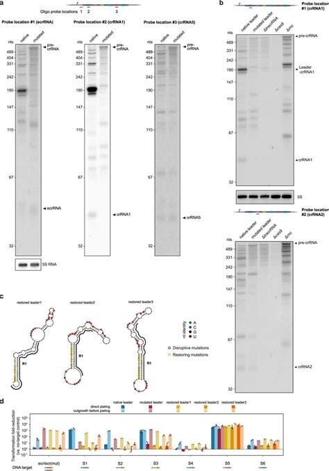 Impact Of Mutating The Leader Repeat Stem Loop From The Crispr Cas9
