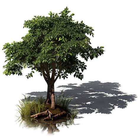 Tree Shadow Png Images Wallpapers Com