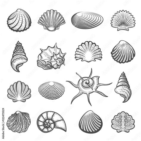 Shell Drawing Ideas Shell Drawing Sea Shells Drawings My Xxx Hot Girl