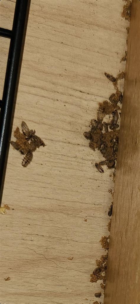 Bug Remains Found In One Kitchen Drawer R Whatsthisbug