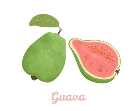 Jambu Biji Ilustrasi Grafik Vektor And Clip Art Bebas Royalti Istock