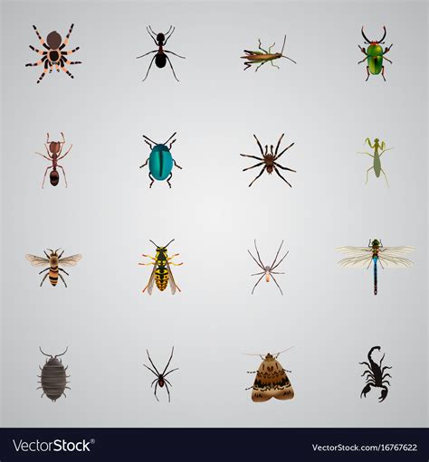 Realistic Wasp Ant Locust And Other Royalty Free Vector