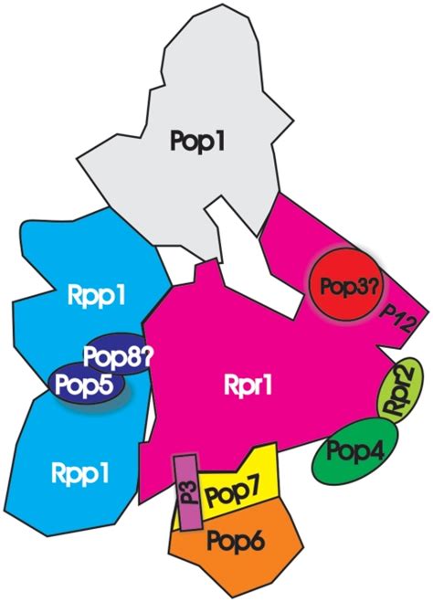 Cartoon Of The Subunit Organization Of Rnase P Subunits Where Download Scientific Diagram