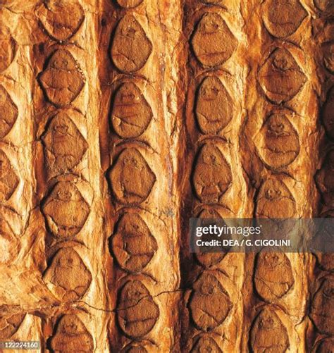 Sigillaria Photos And Premium High Res Pictures Getty Images