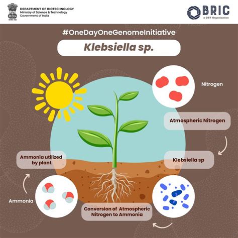 Agriculture Genomics Nitrogenfixation Department Of Biotechnology