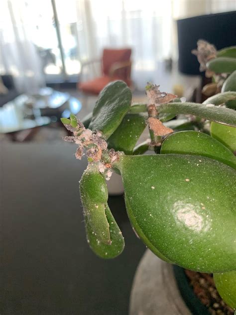White Fuzz On Succulent R Plantclinic