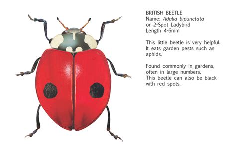 Beetles Buzz And Scuttle
