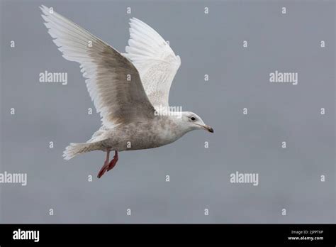 Iceland Gull Larus Glaucoides Side View Of A Juvenile In Flight