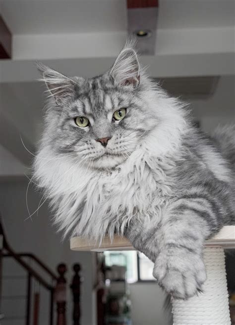 公猫 小娘鱼缅因猫舍
