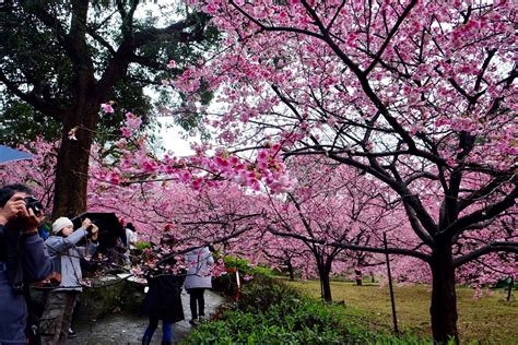 賞花去！淡水天元宮吉野櫻將盛開 25日起進入最美時刻 Ettoday旅遊雲 Ettoday新聞雲