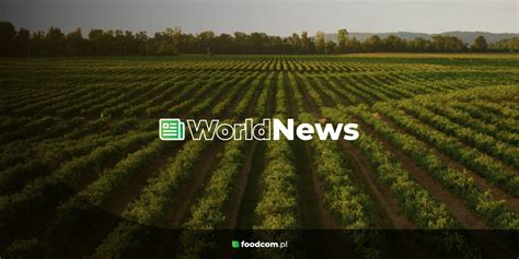 Official Ban On Gmo Corn Cultivation In Mexico World News Foodcom Sa