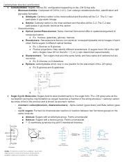Understanding Carbohydrate Structure And Function Course Hero