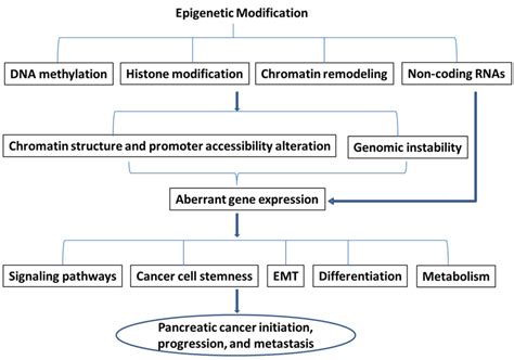 A Diagram To Summarize The Role Of Epigenetic Modifications In