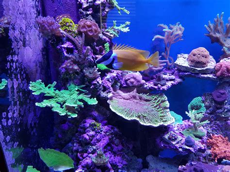 Fox Face And Breeding Clownfish Album On Imgur