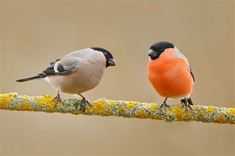 How Sex Differences Occur In Birds Bird Spot