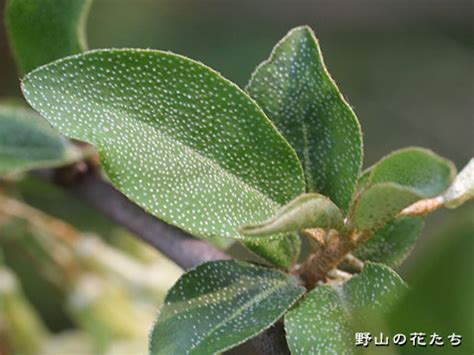 ダイオウグミ 野山の花たち 東北と関東甲信越の花