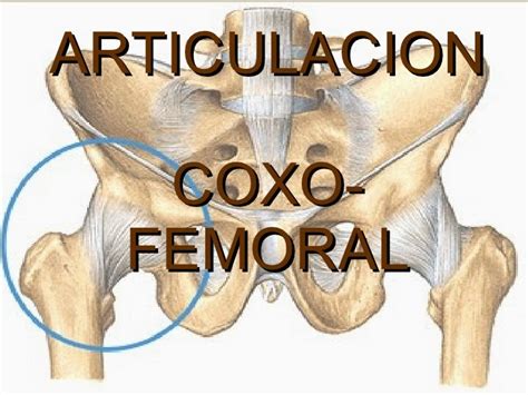 Articulacion De La Cadera Coxofemoral