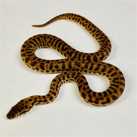 Stimsons Python Female 2024f02 Stimsons Python By Bhb Reptiles