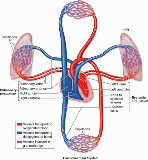 Blank Diagram Of The Pulmonary And Systemic Circuits Human R