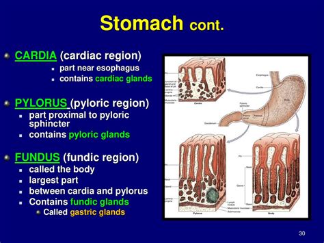 Esophagus Function