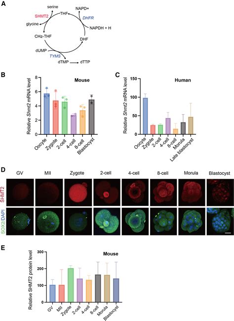 Shmt2 Is Essential For Mammalian Preimplantation Embryonic Development