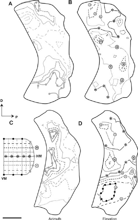 Interpolated Retinotopic Maps In Ssy Representation Of Isoazimuth Download Scientific Diagram