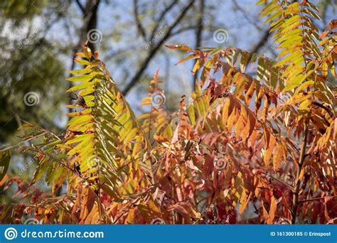 Fiery Red Fall Leaves On Vine In Tree Royalty Free Stock Image CartoonDealer Com