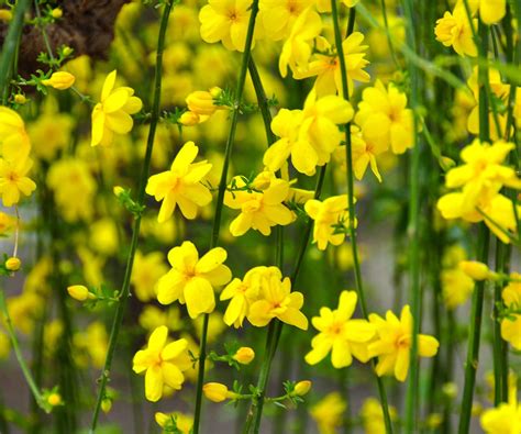 How To Grow Winter Jasmine Expert Advice Homes And Gardens