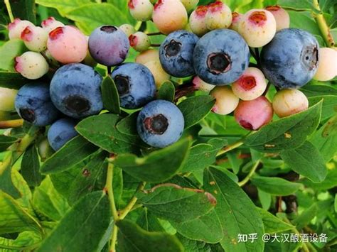 家庭蓝莓酒制作方法 蓝莓酒生产工艺流程 知乎