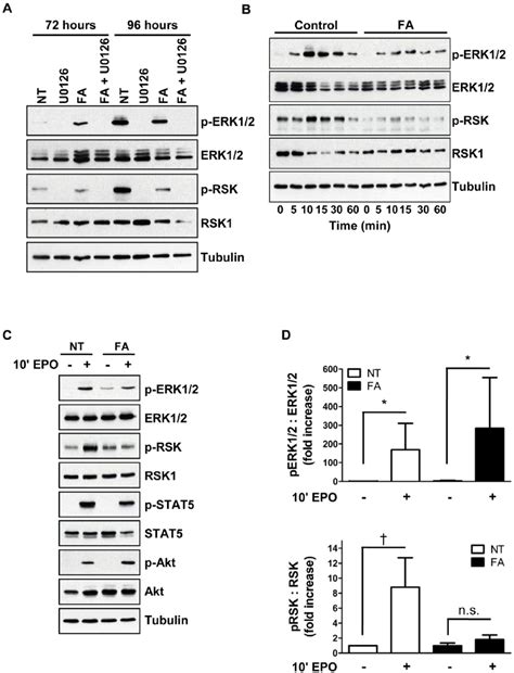 Aconitase Inhibition Interferes With Epo Activation Of Erk Signaling In