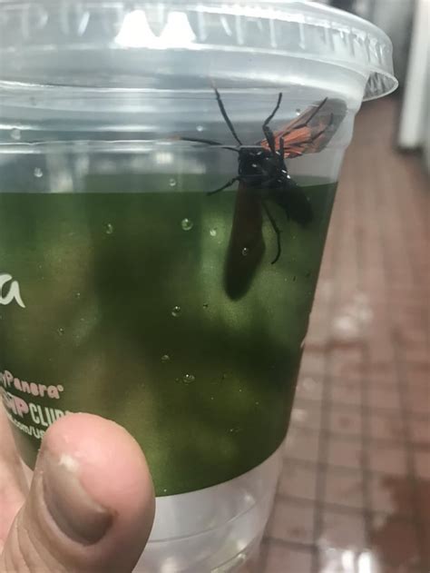 What Is This Bug My Coworker Found North Florida Rwhatsthisbug