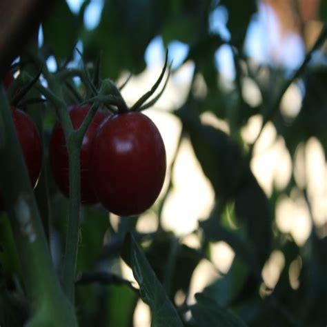 Tomato Detection Object Detection Dataset By Kemras