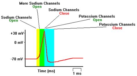 Depolarization Graph